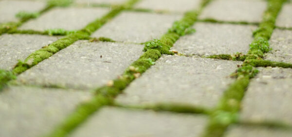 How to remove moss from roofs, driveways, tarmac & patios